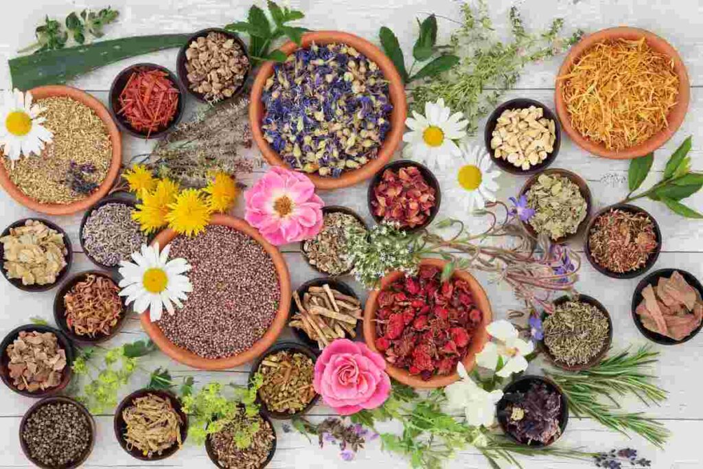Erbe medicinali e officinali, quali sono le più utili? - Saluteweb.it