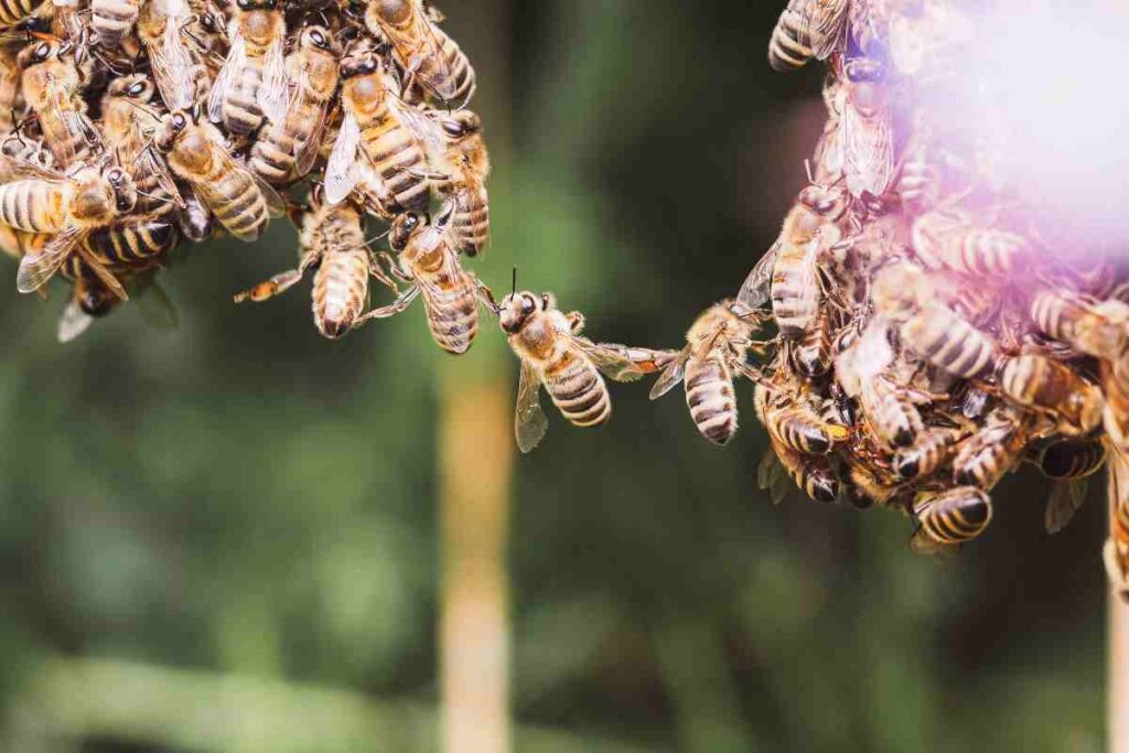 Punture di insetti, come distinguerle e come curarle - Saluteweb.it