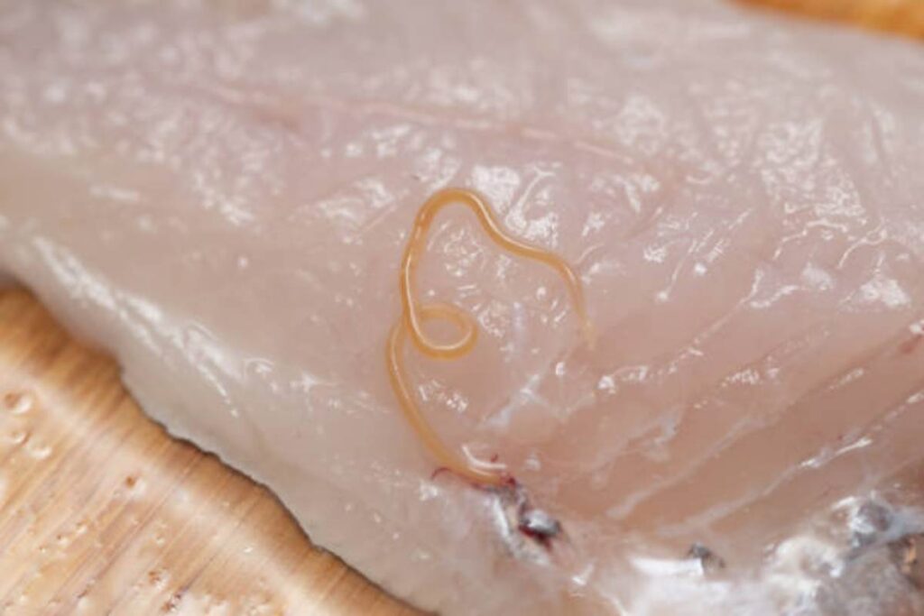 Anisakis, cos'è e come si cura l'infezione causata dal parassita del ...