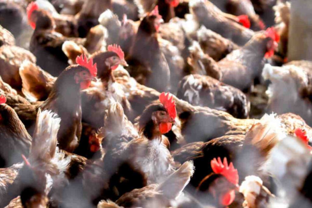 Aviaria, in Italia cresce l'allerta: tutto ciò che c'è da sapere sulla ...